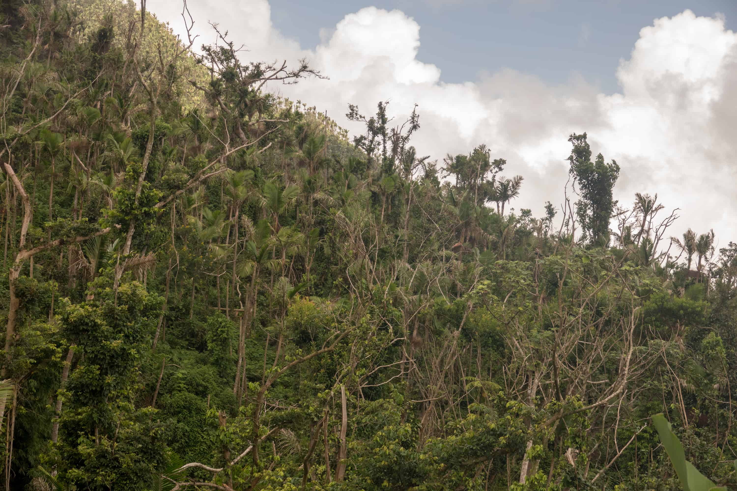 Brazil's Amazon Rainforest Fire Could Cause A Drastic Change In The ...