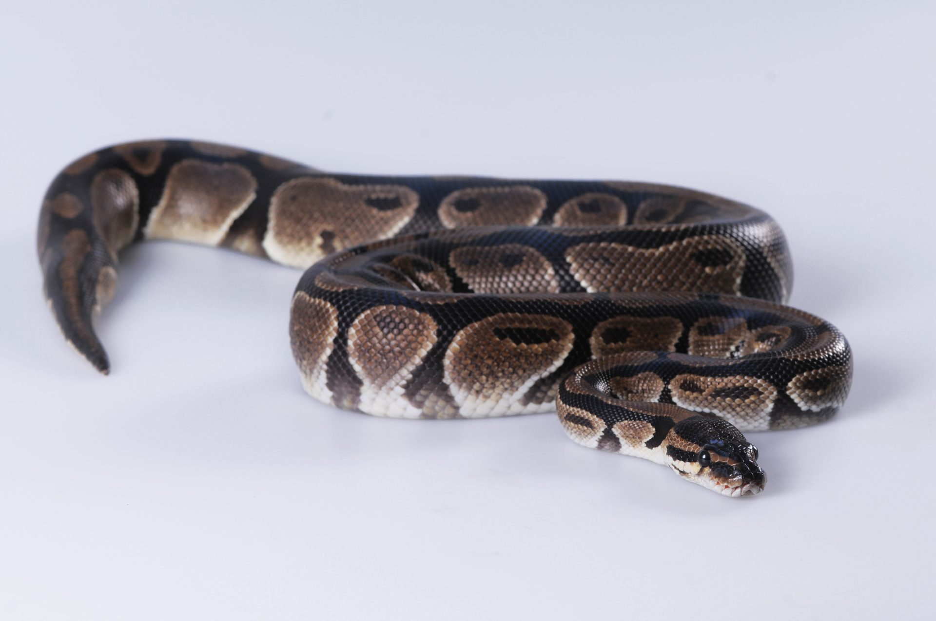 TSA Stops Woman From Bringing Boa Constrictor On Flight