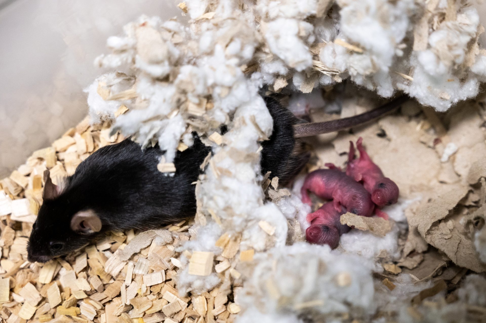 Scientists Create Baby Mice Using Cells From Two Males