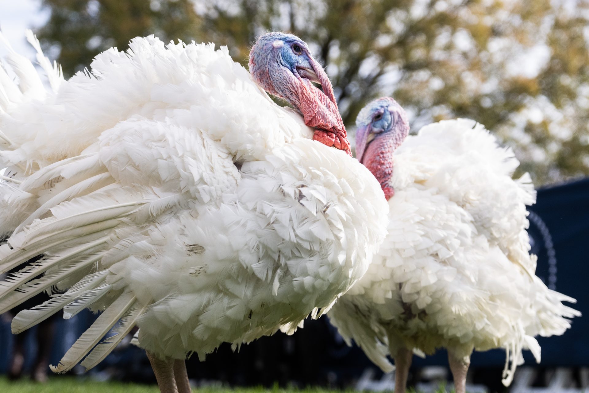 Biden Pardons National Thanksgiving Turkeys On His 81st B-Day
